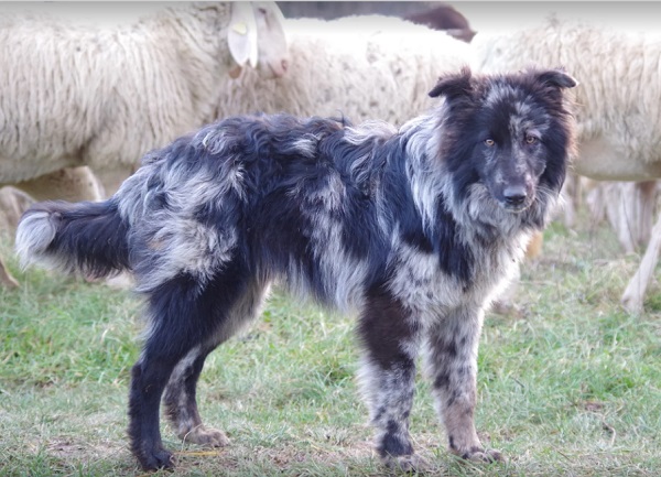 Razze Cani Pastore Della Lessinia E Del Lagorai