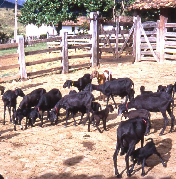 Razze ovine: Santa Inês